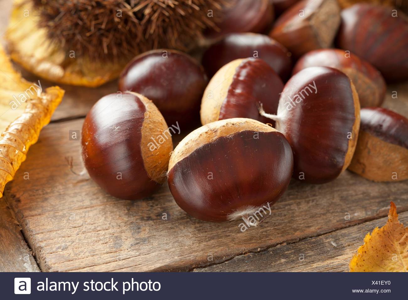 Chestnut Brown High Resolution Stock Photography and Images - Alamy