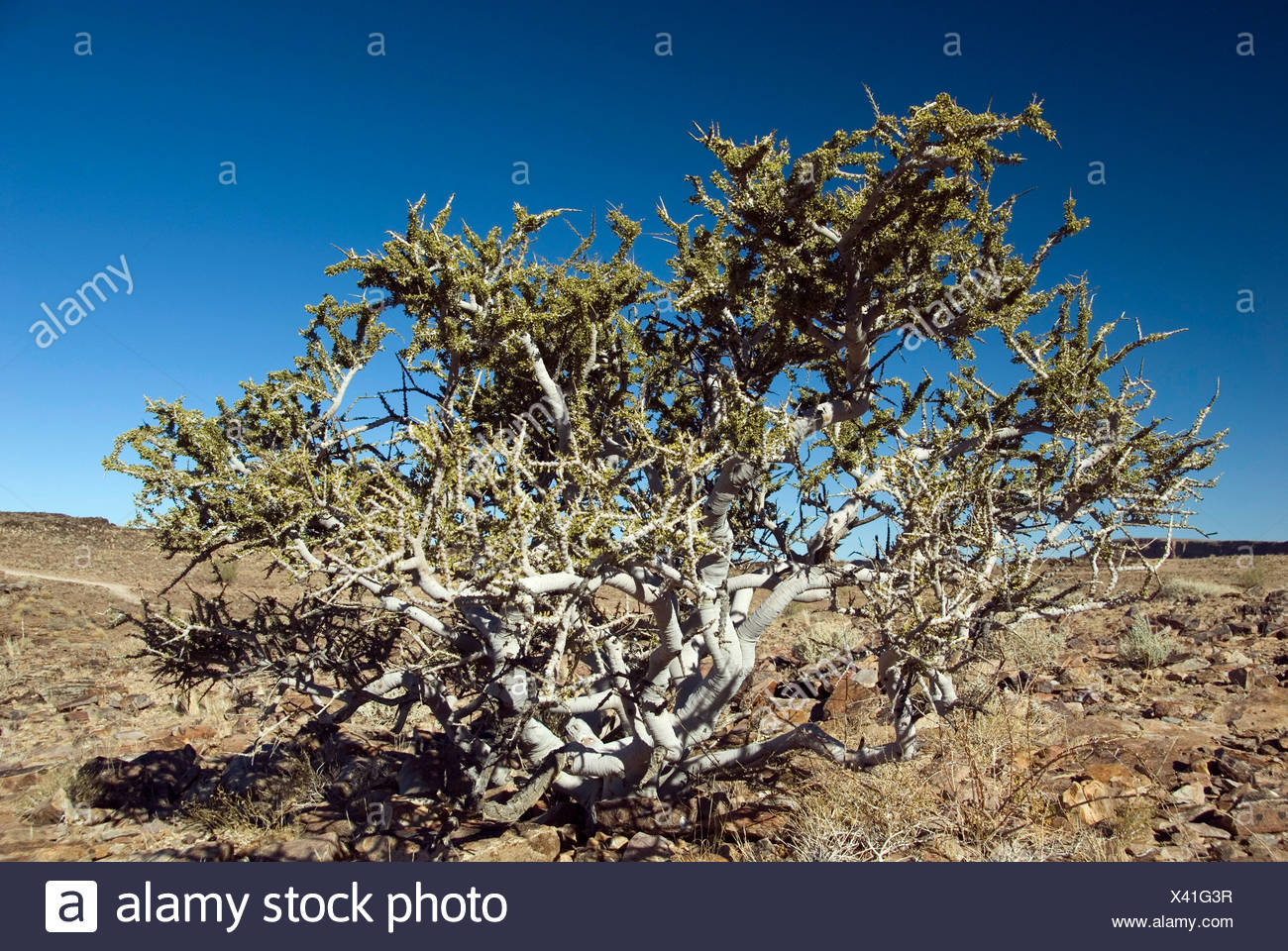 Boscia Foetida High Resolution Stock Photography and Images - Alamy