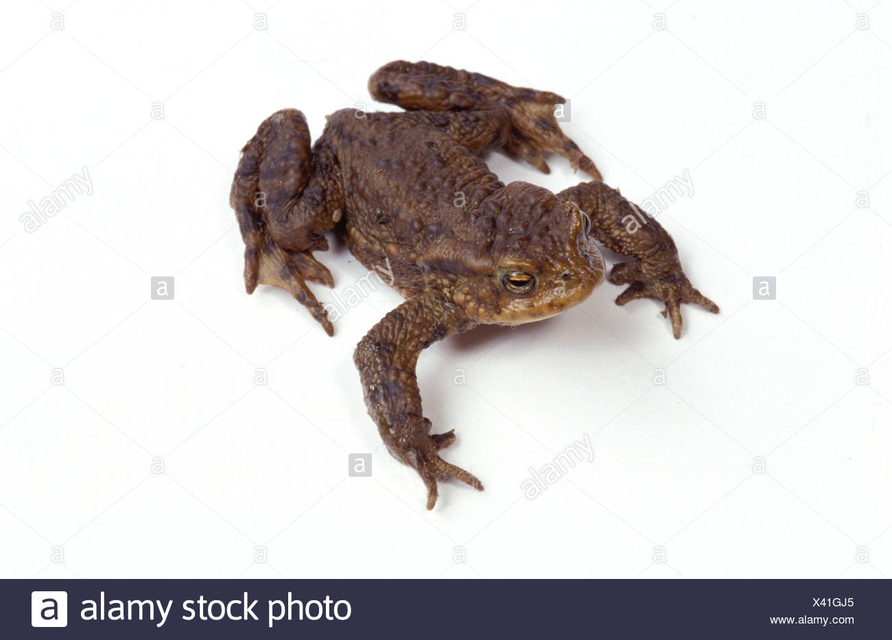 Golden Toad Stock Photos & Golden Toad Stock Images - Alamy