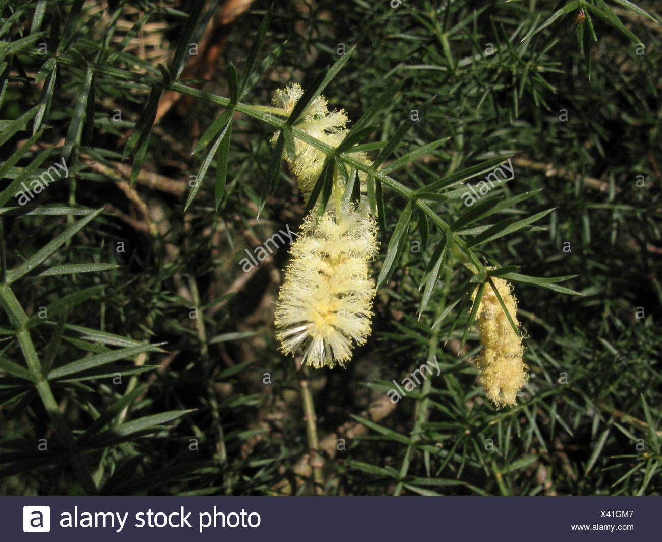Mimosa Star High Resolution Stock Photography and Images - Alamy