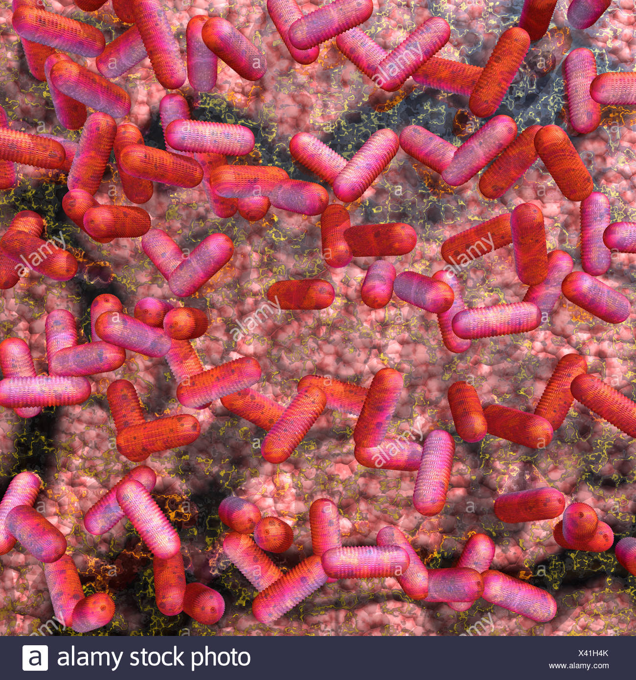Enteric Bacteria Stock Photos & Enteric Bacteria Stock Images - Alamy