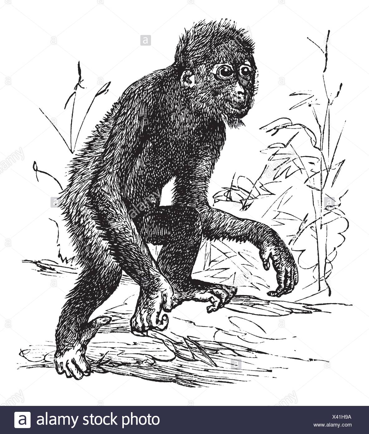 Pithecus Satyrus High Resolution Stock Photography and Images - Alamy