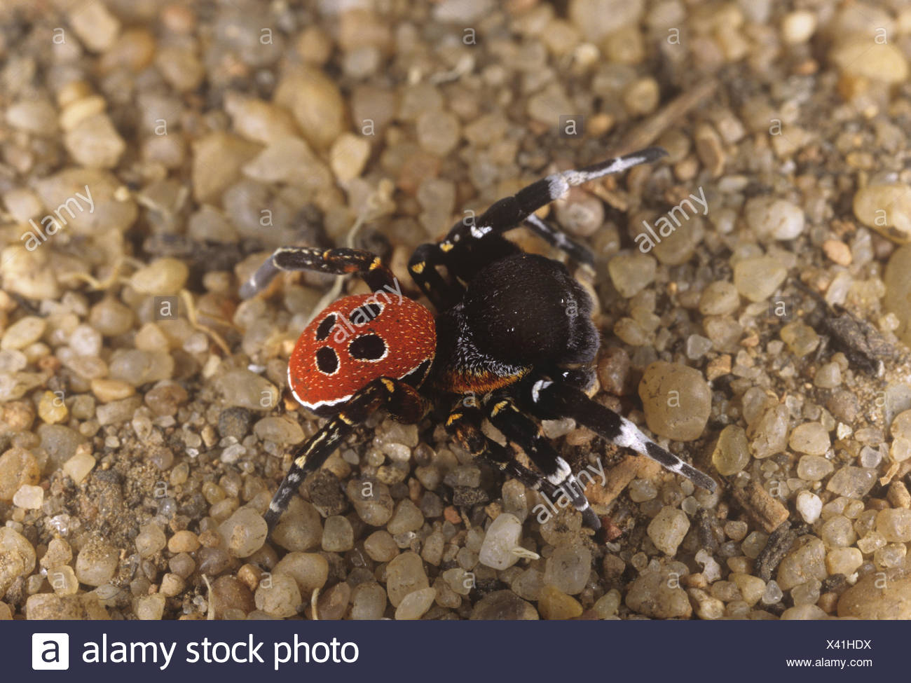 Ladybird Spiders High Resolution Stock Photography and Images - Alamy