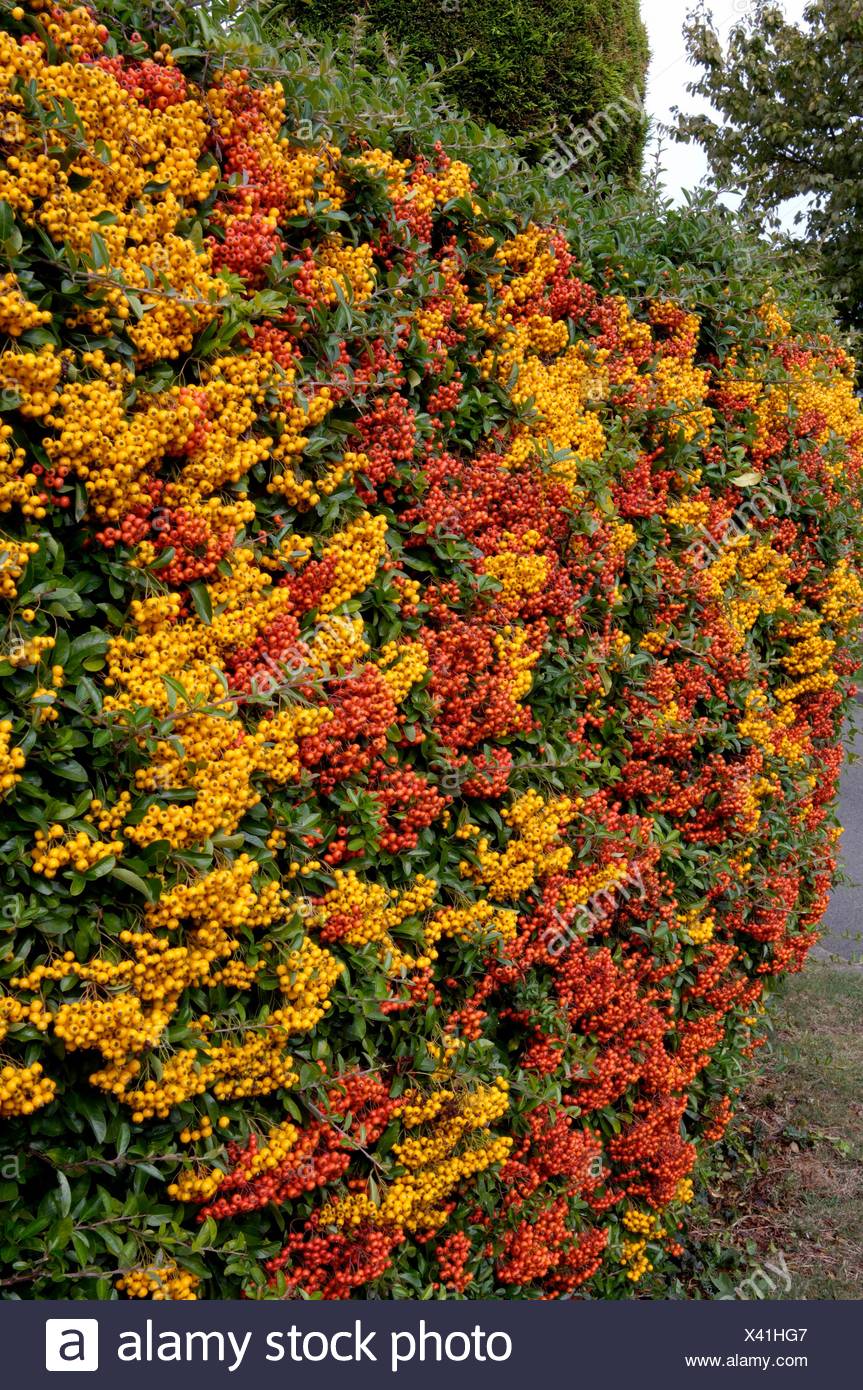 Pyracantha Hedge Stock Photos & Pyracantha Hedge Stock Images - Alamy