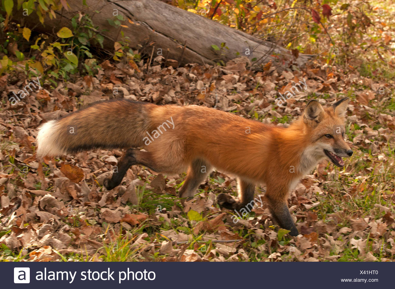 Red Fox Walking High Resolution Stock Photography and Images - Alamy