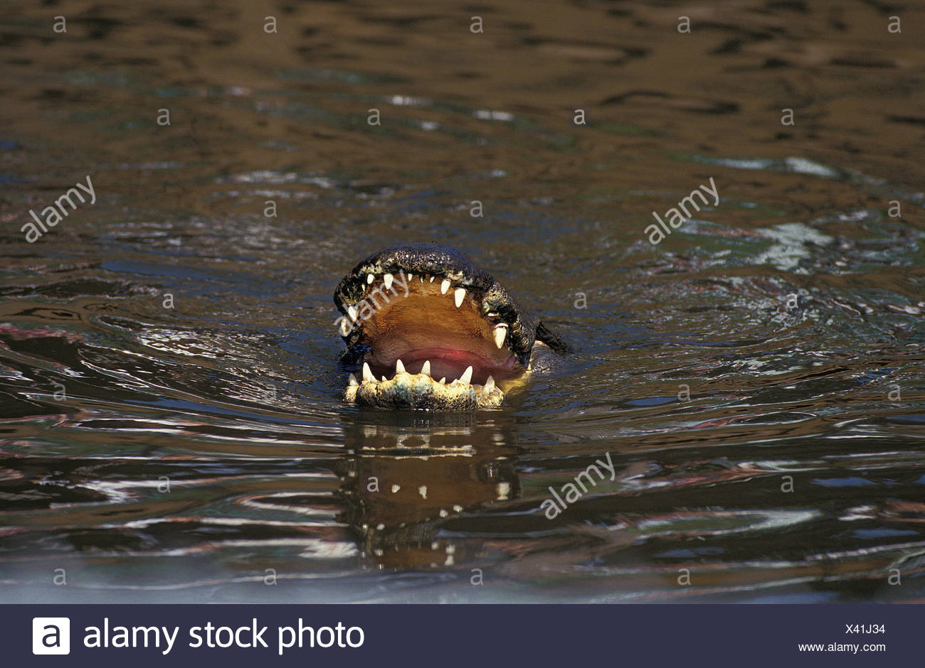Alligator Open Mouth High Resolution Stock Photography and Images - Alamy