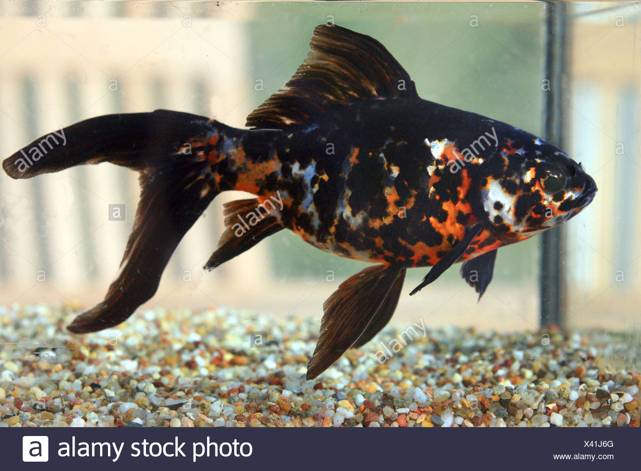 Goldfish Shubunkin High Resolution Stock Photography and Images - Alamy