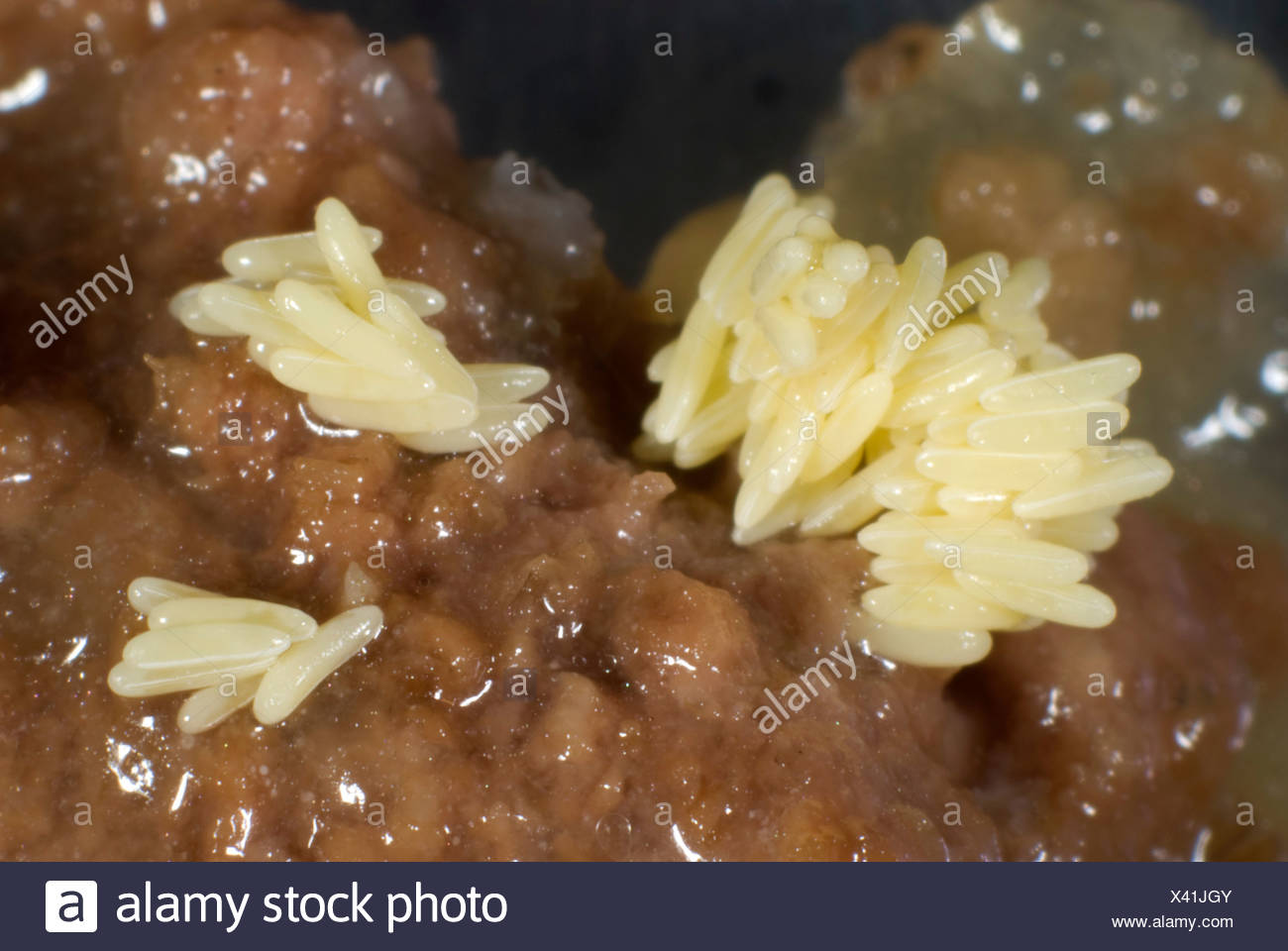 Fly Eggs High Resolution Stock Photography and Images - Alamy