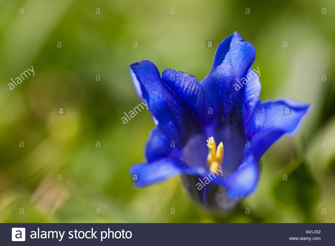 Enzian Flower Stock Photos & Enzian Flower Stock Images - Alamy