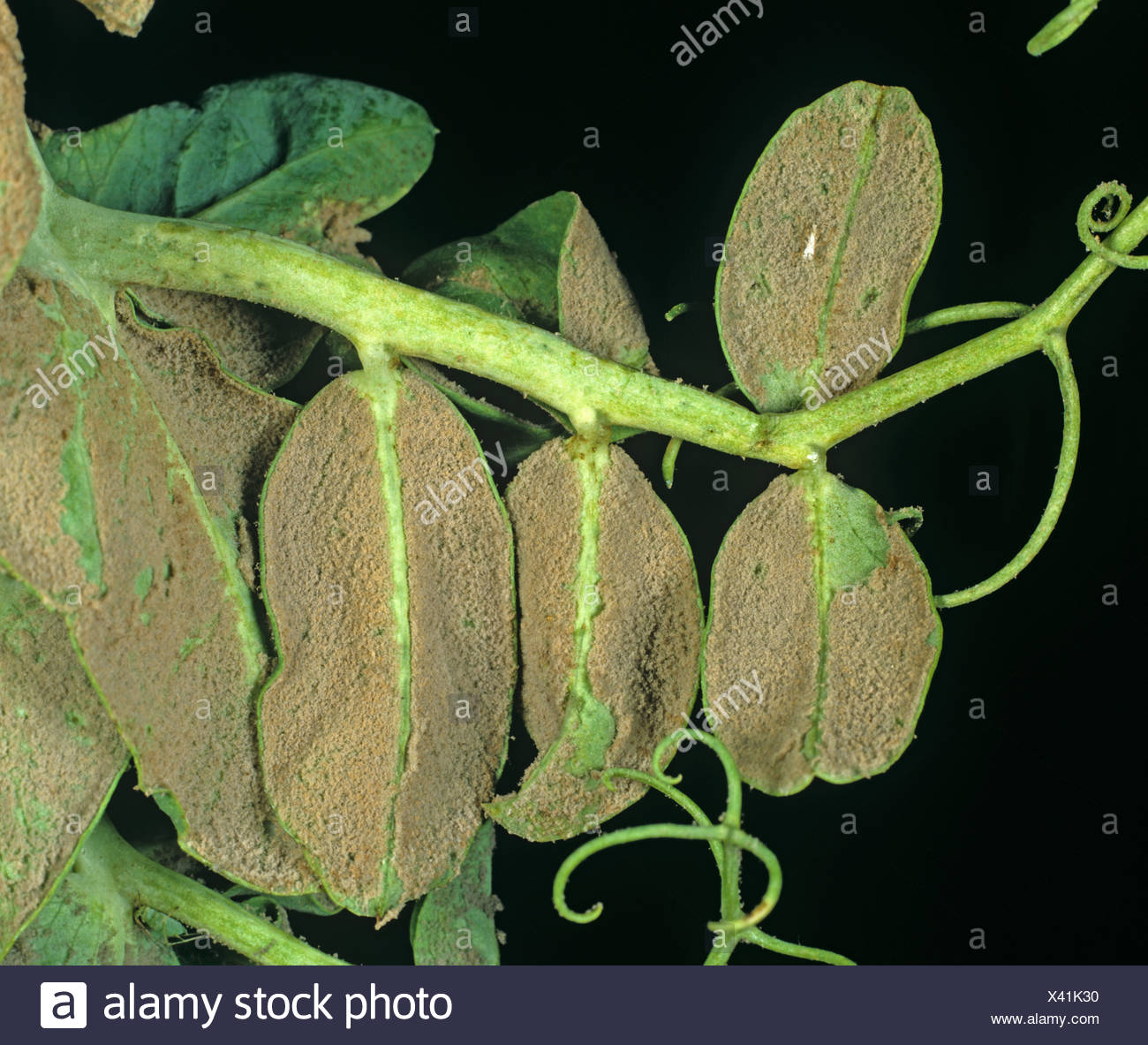 Pea Disease High Resolution Stock Photography and Images - Alamy