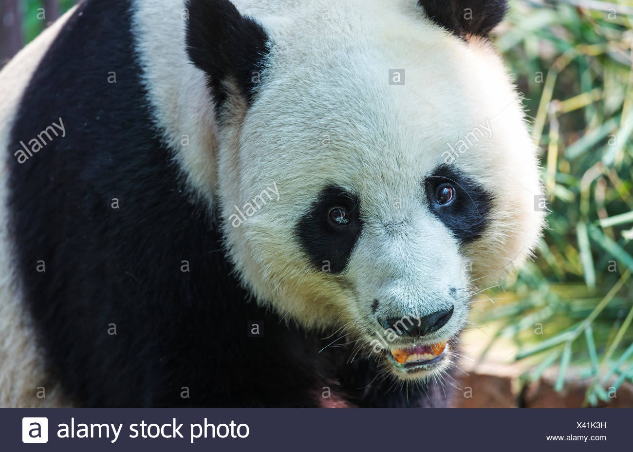 Panda Geant High Resolution Stock Photography and Images - Alamy