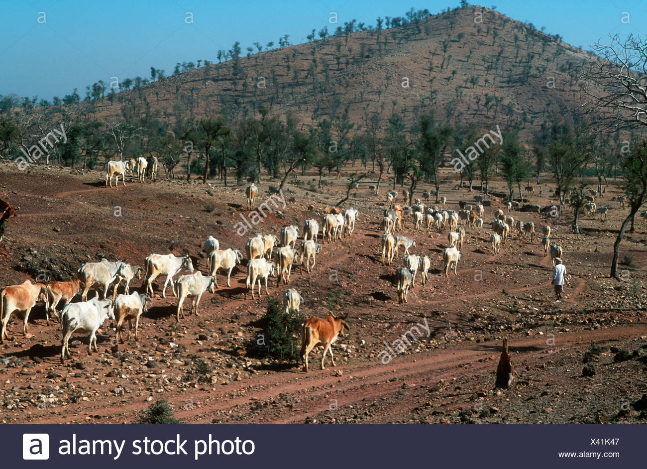 Livestock Overgrazing High Resolution Stock Photography and Images - Alamy