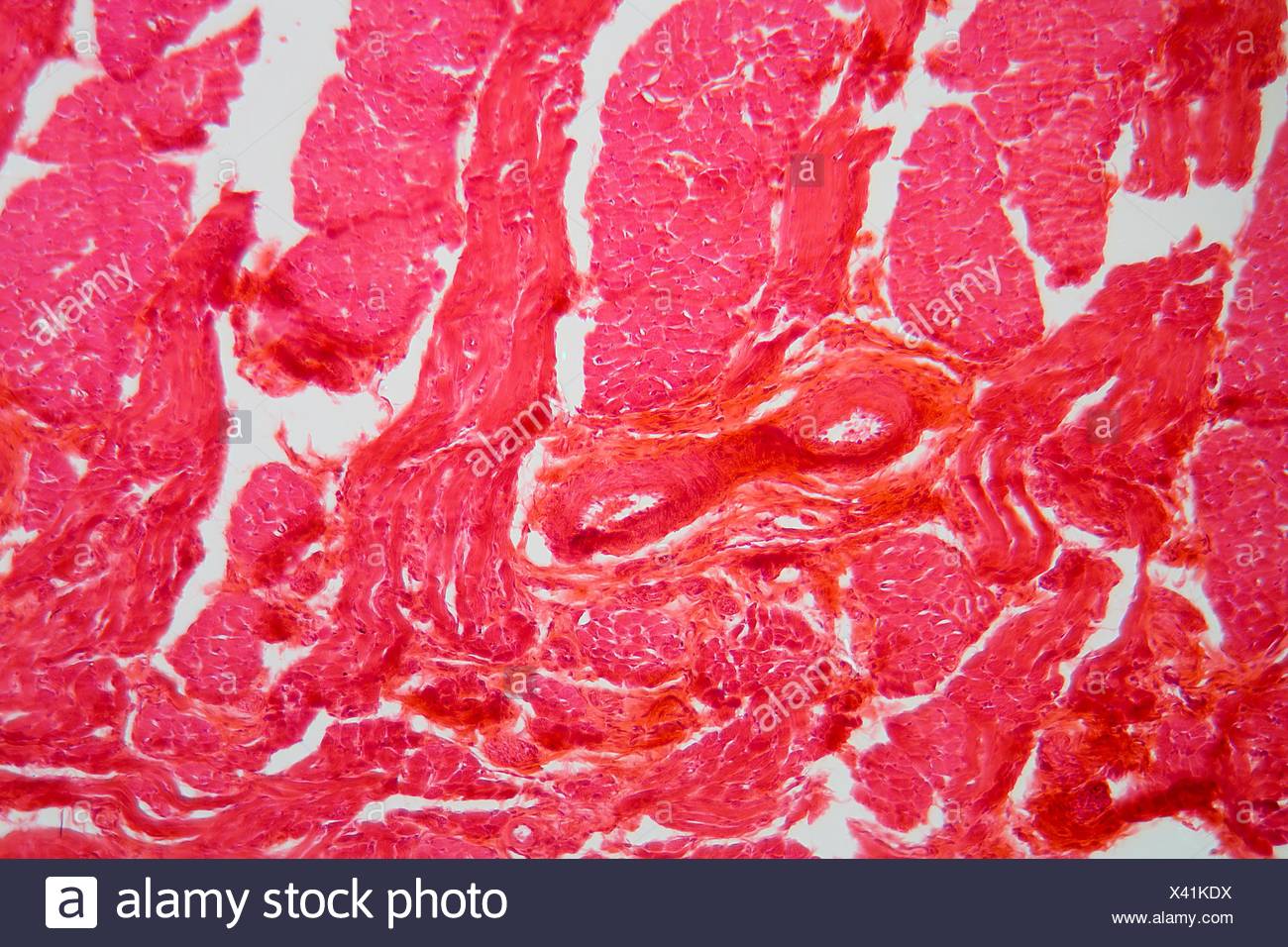 Body Under A Microscope High Resolution Stock Photography and Images ...