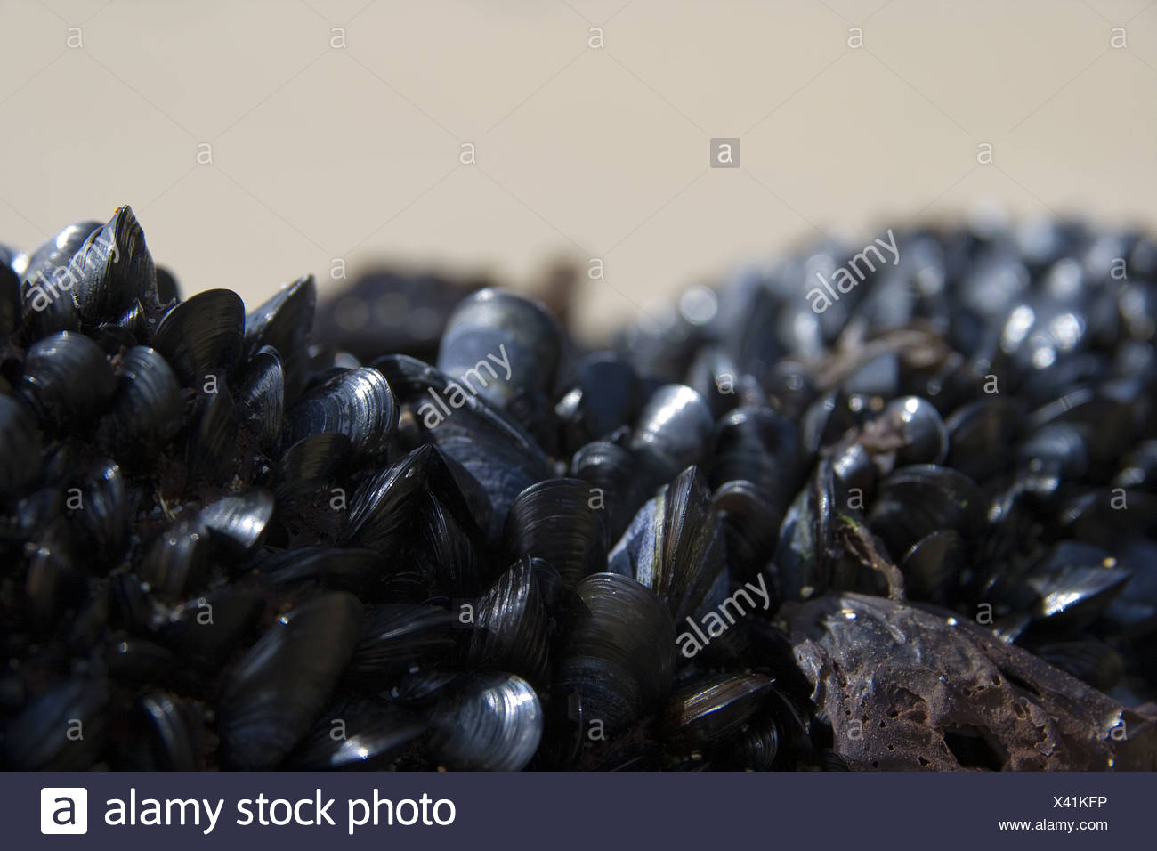 Mussel Bed Stock Photos & Mussel Bed Stock Images - Alamy
