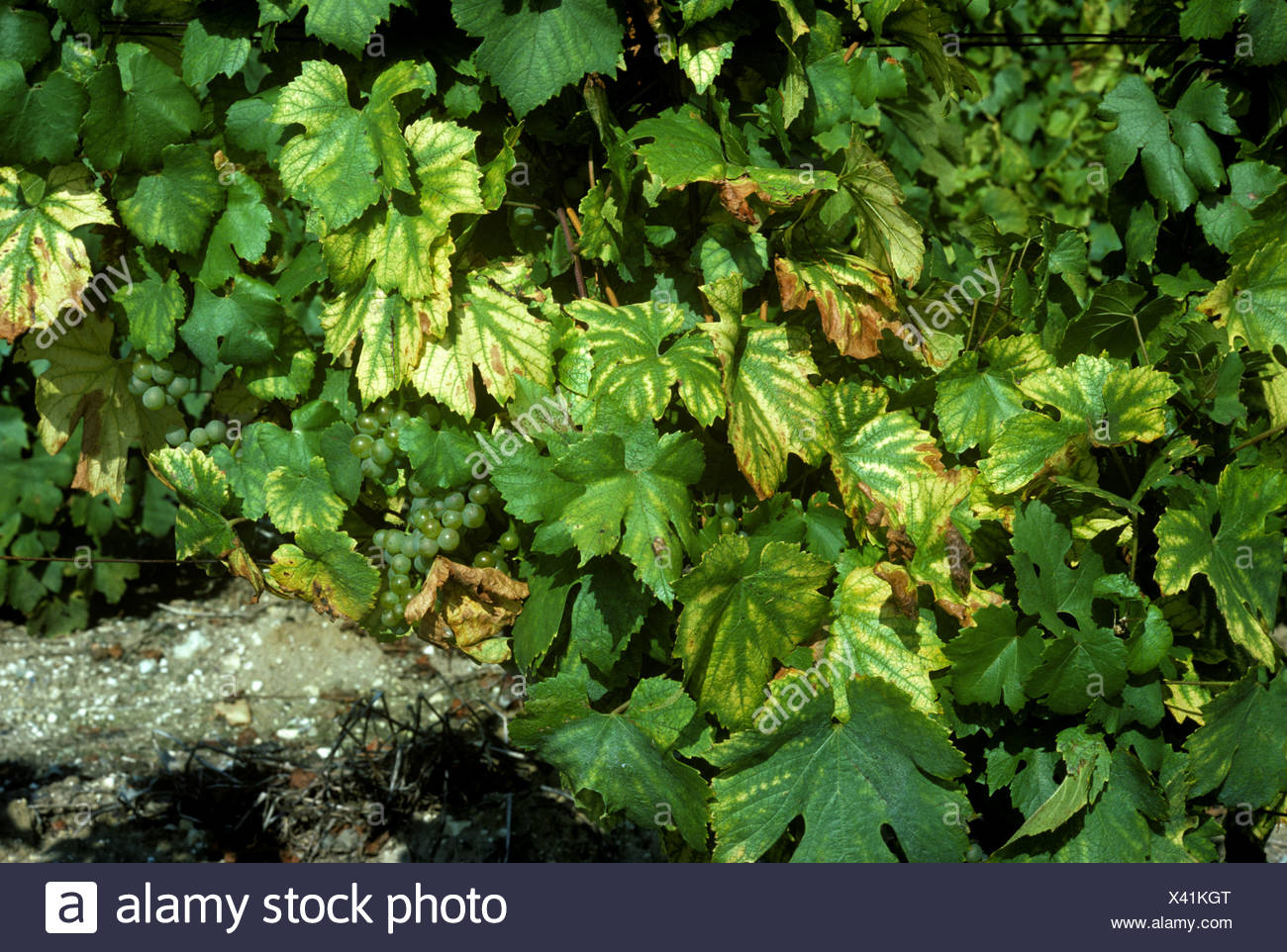 Vine Grape High Resolution Stock Photography and Images - Alamy