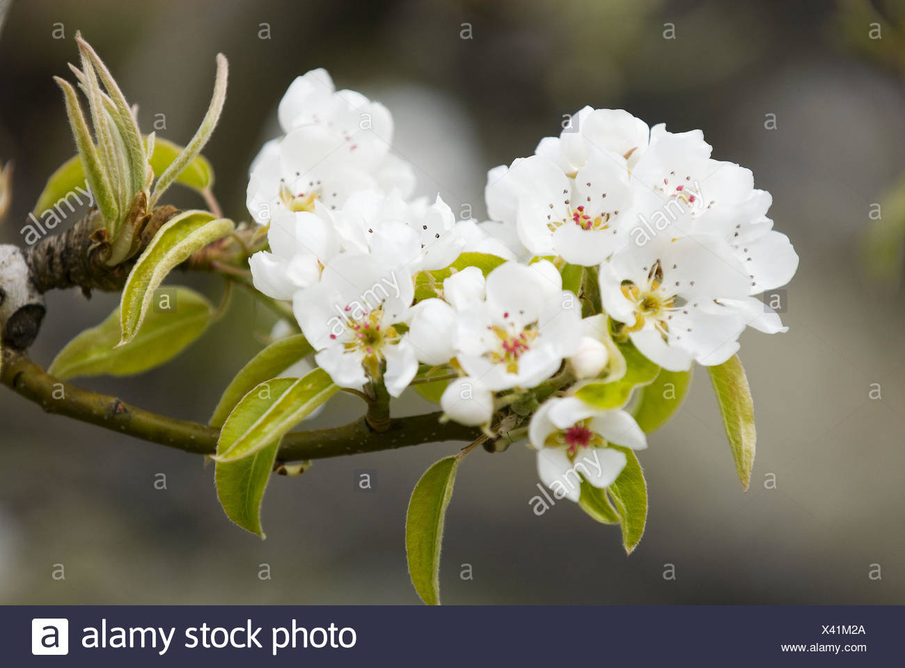 Wenatchee Washington Orchard High Resolution Stock Photography and ...