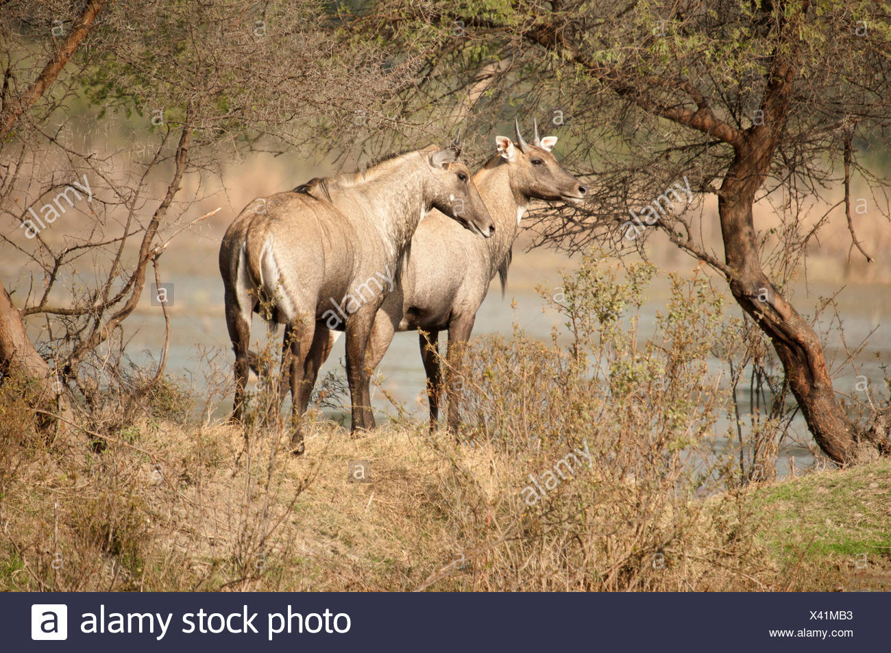 Blue Bulls High Resolution Stock Photography and Images - Alamy