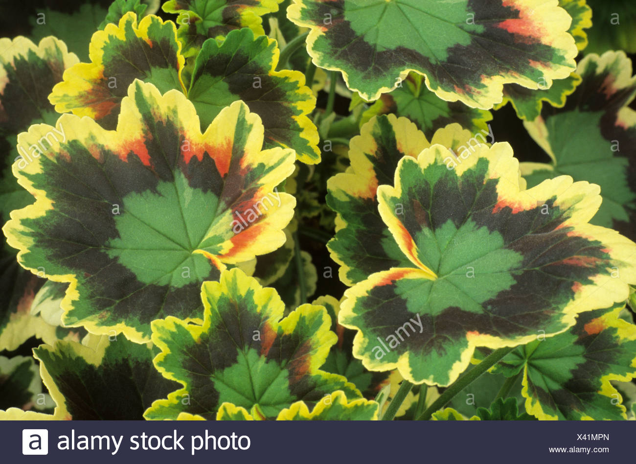 Variegated Leaf Geranium High Resolution Stock Photography and Images ...