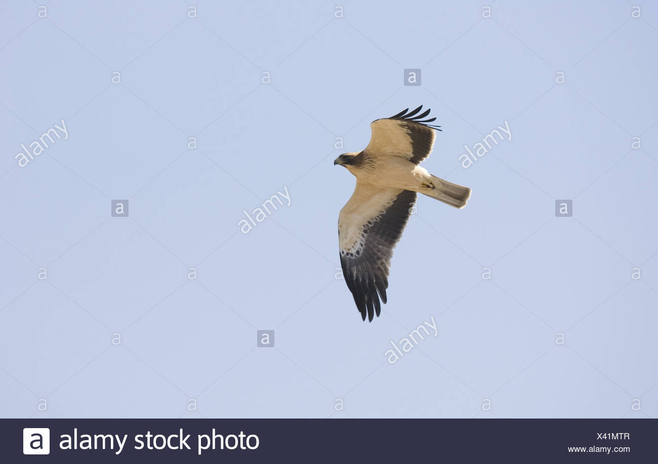 Pale Phase High Resolution Stock Photography and Images - Alamy