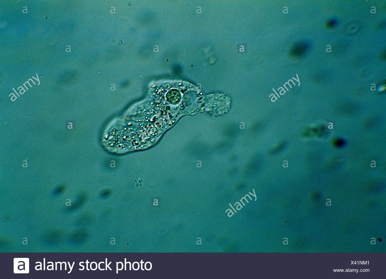 Image Magnification Stock Photos & Image Magnification Stock Images - Alamy