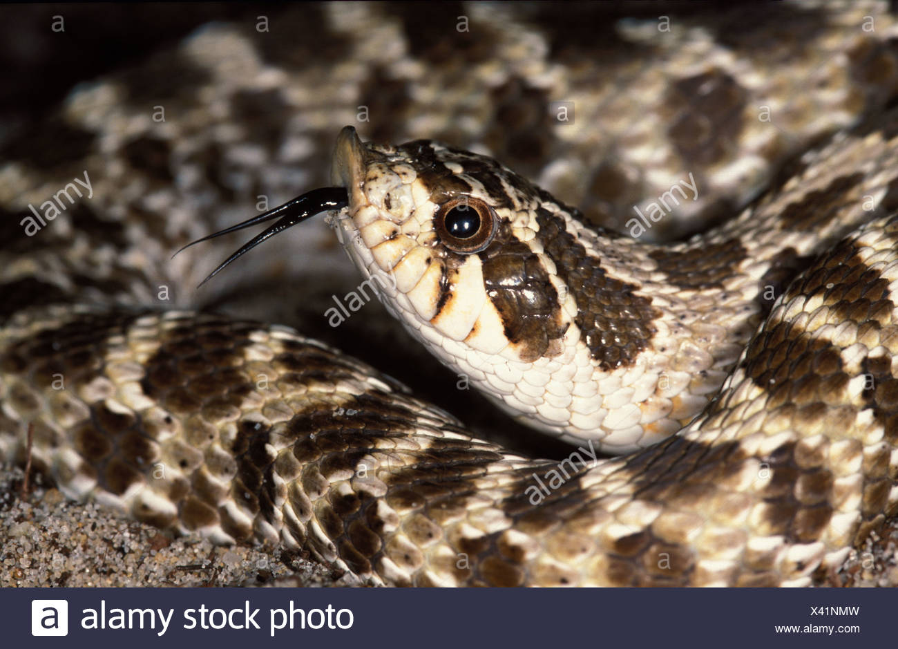 Western Hognose Snake Stock Photos & Western Hognose Snake Stock Images ...