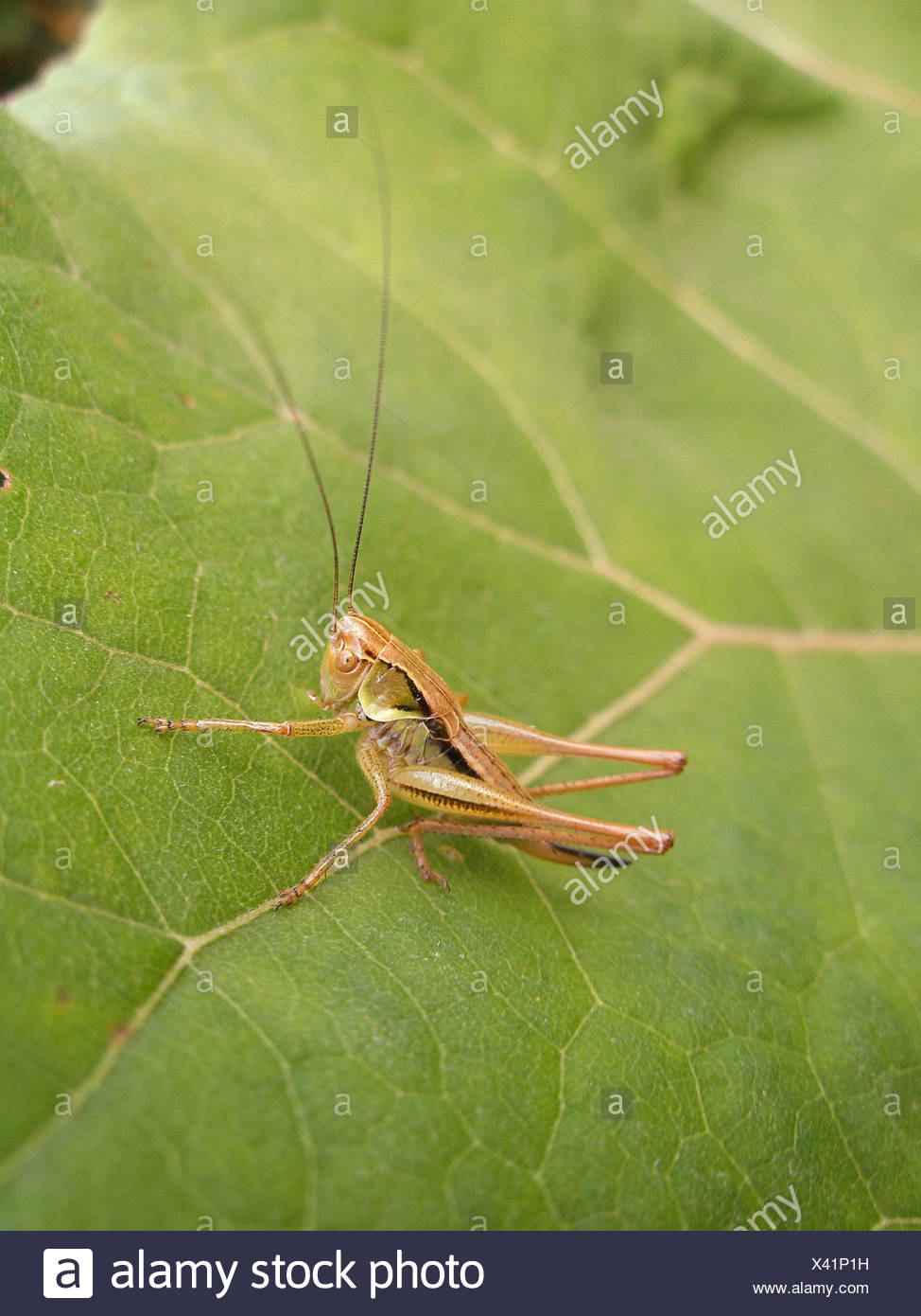 Chirping Insects High Resolution Stock Photography and Images - Alamy