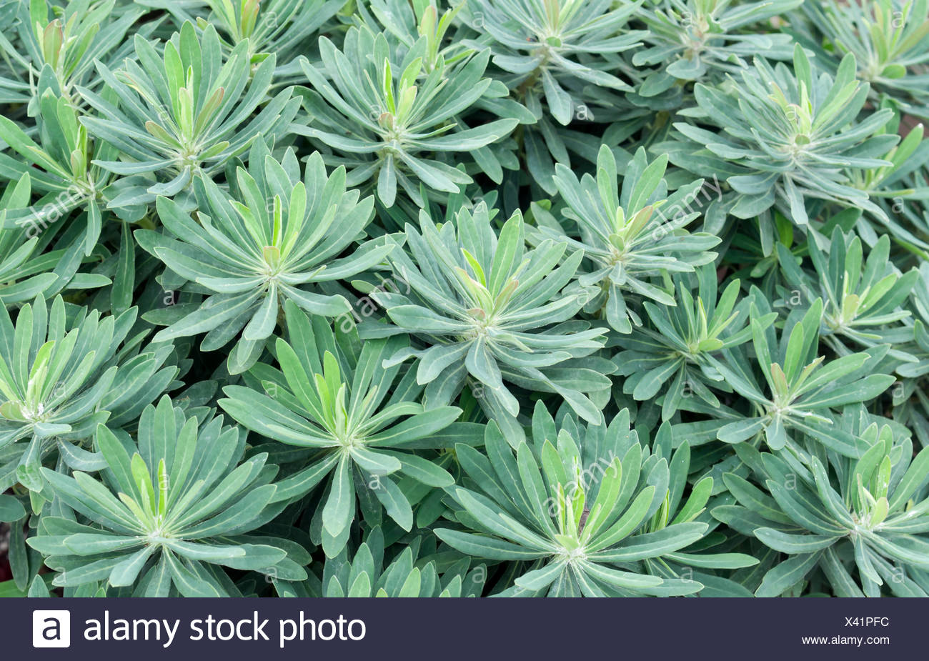 Tiny Tim Stock Photos & Tiny Tim Stock Images - Alamy