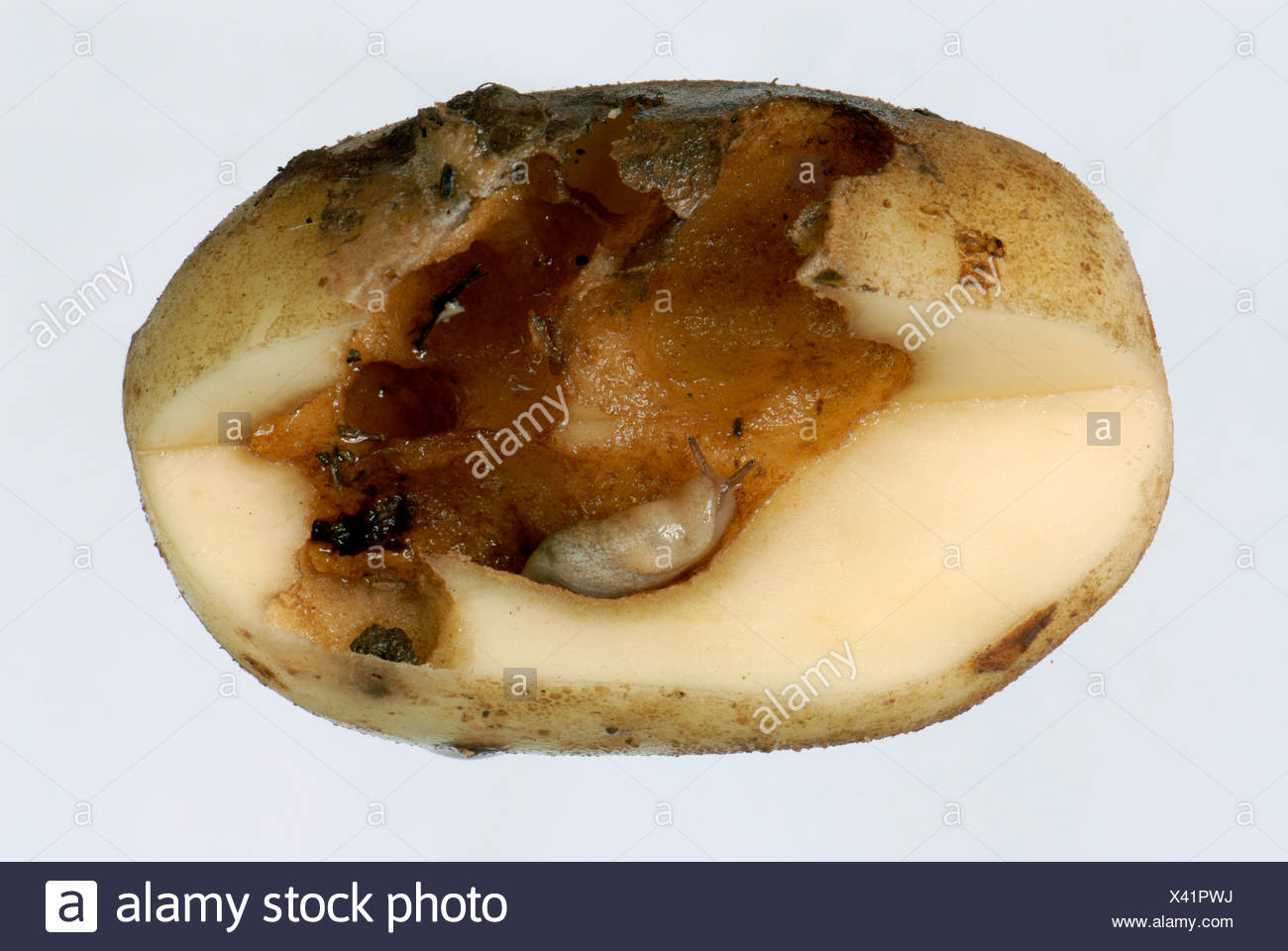 Potato Crop Damage High Resolution Stock Photography and Images - Alamy