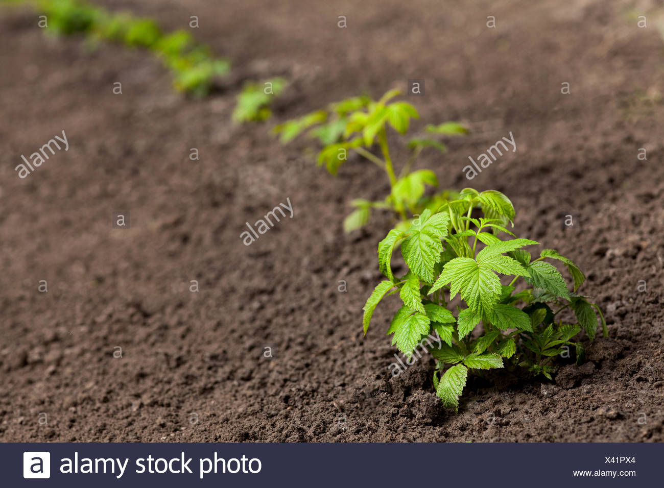Raspberry Seedling High Resolution Stock Photography and Images - Alamy