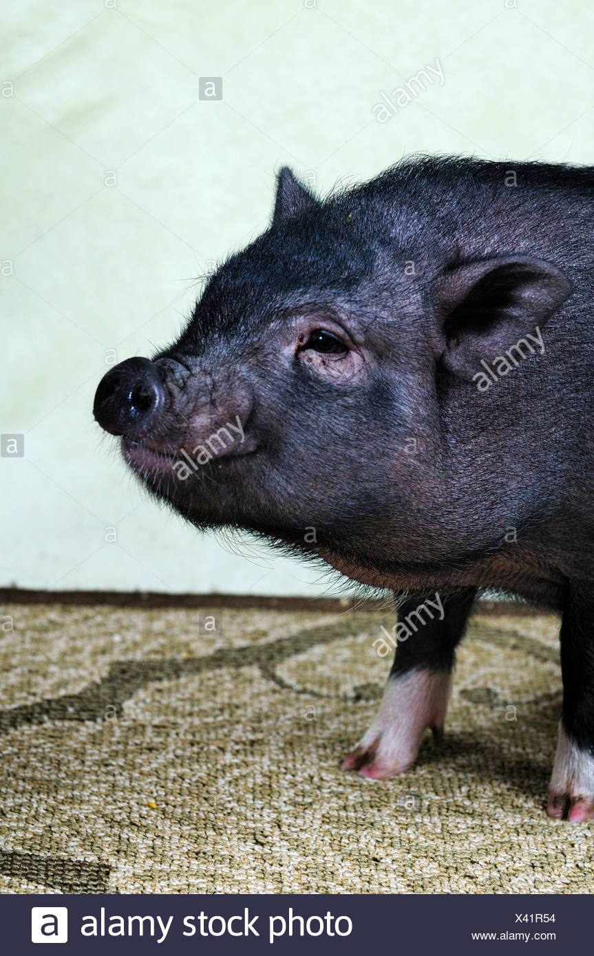 Pot Belly Pigs Stock Photos & Pot Belly Pigs Stock Images - Alamy