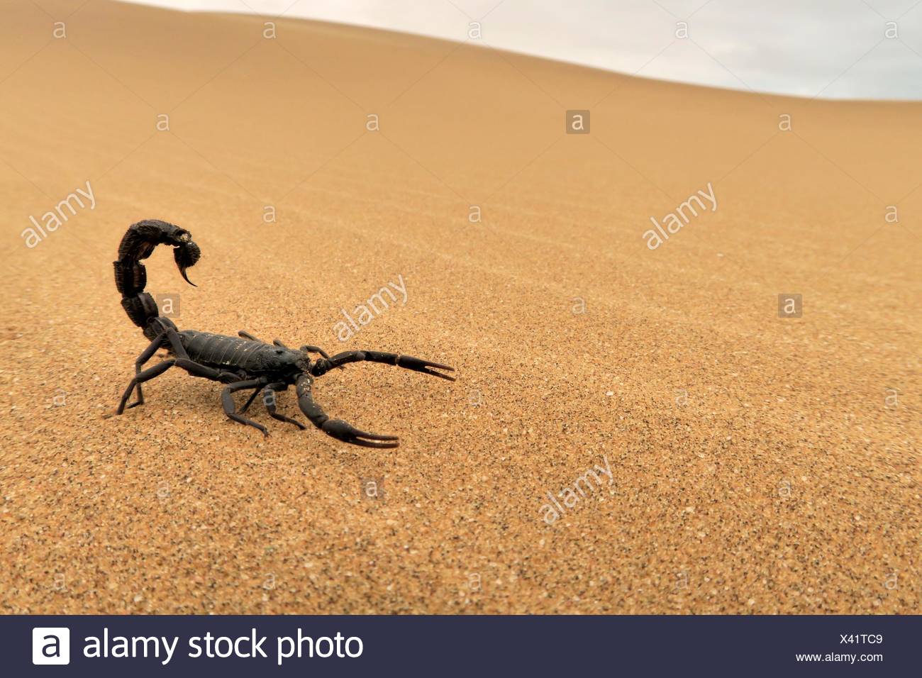 Scorpion Desert Stock Photos & Scorpion Desert Stock Images - Alamy