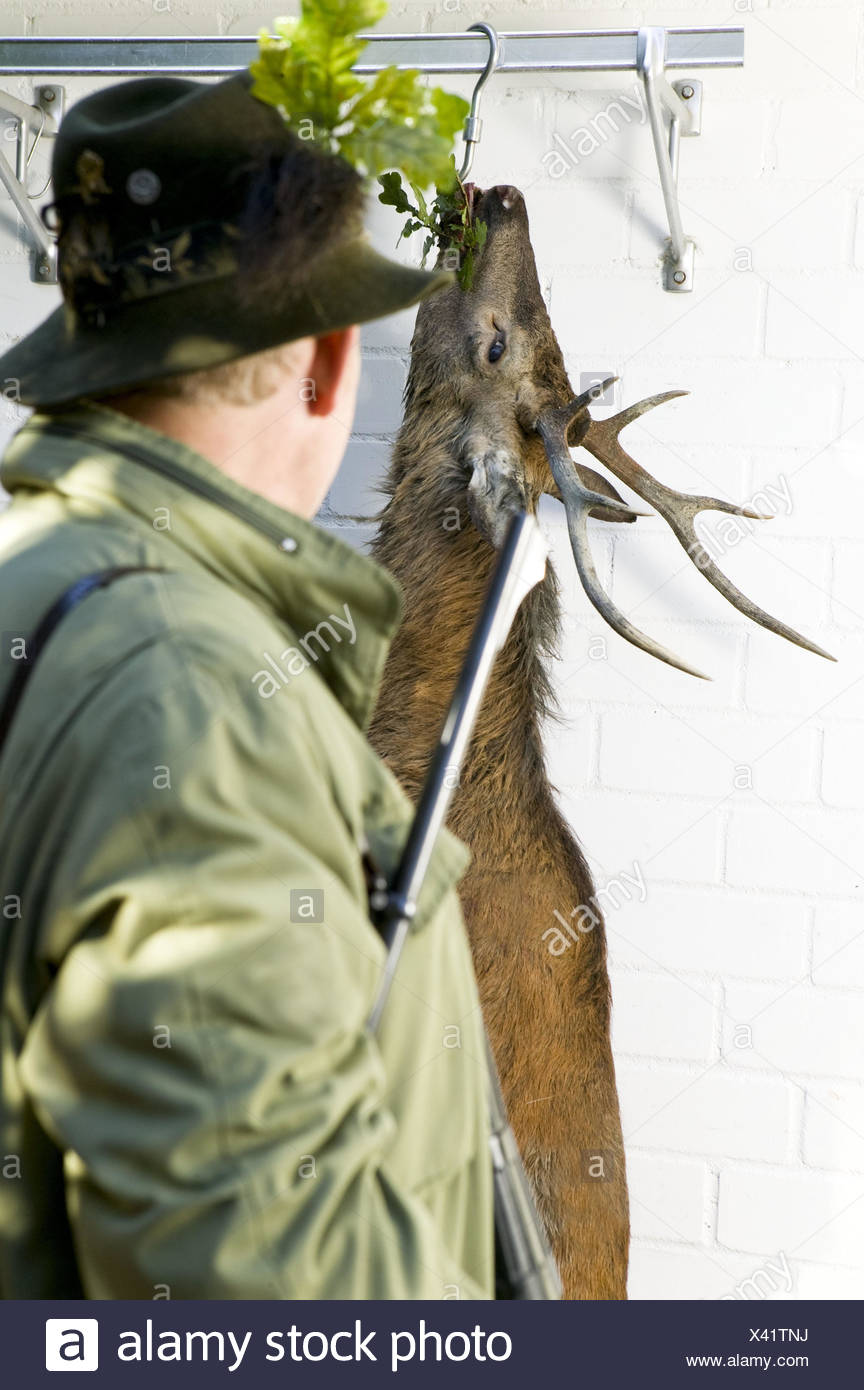 Dead Deer Hanging High Resolution Stock Photography and Images - Alamy