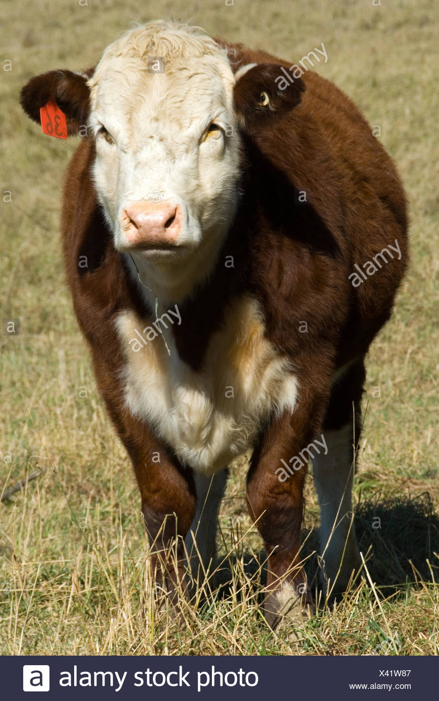 Hornless Cattle Stock Photos & Hornless Cattle Stock Images - Alamy
