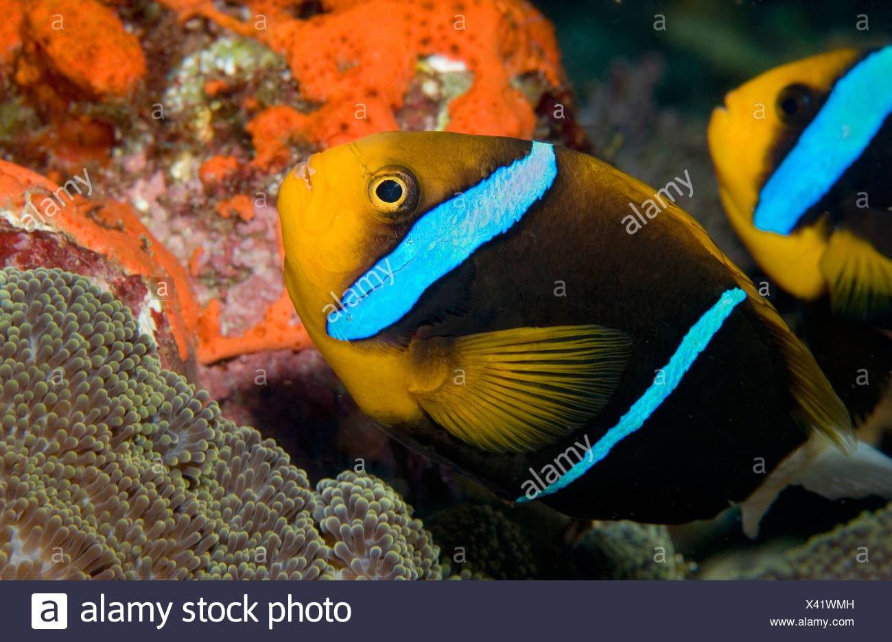Orange Fin Anemonefish High Resolution Stock Photography and Images - Alamy