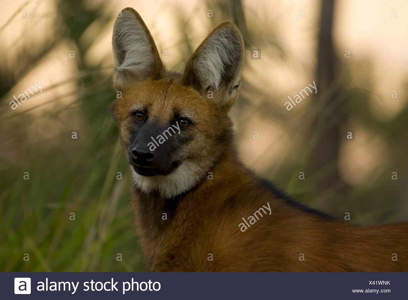 Maned Wolf Brazil Stock Photos & Maned Wolf Brazil Stock Images - Alamy