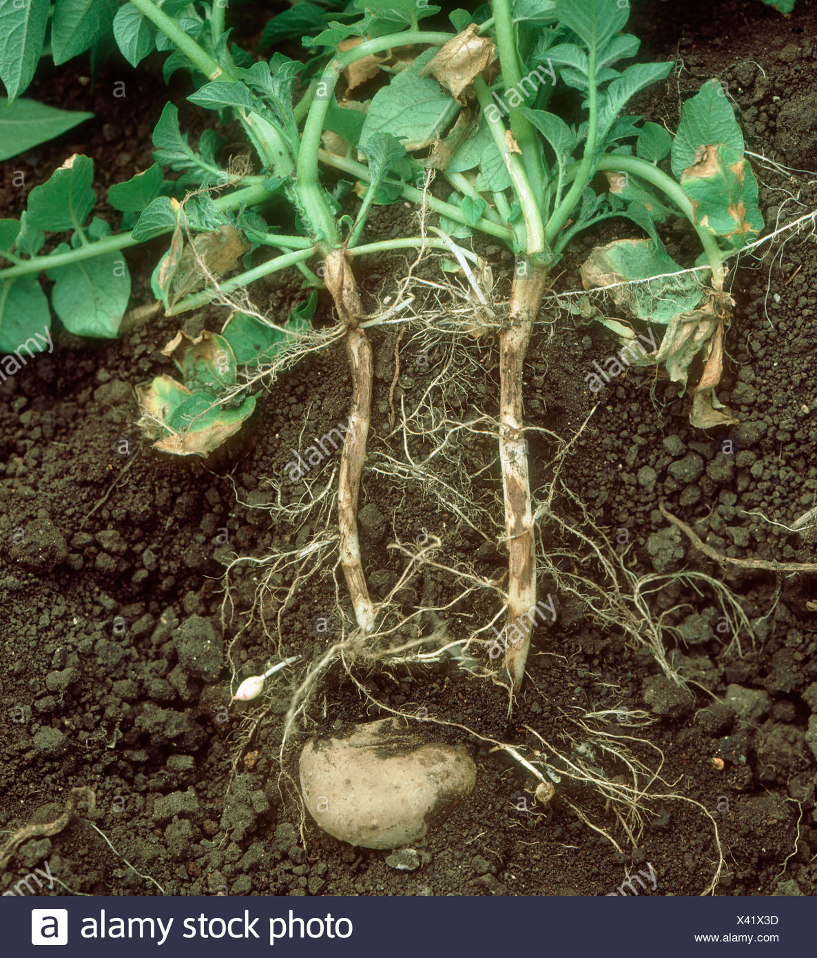 Rhizoctonia Solani Stock Photos & Rhizoctonia Solani Stock Images - Alamy