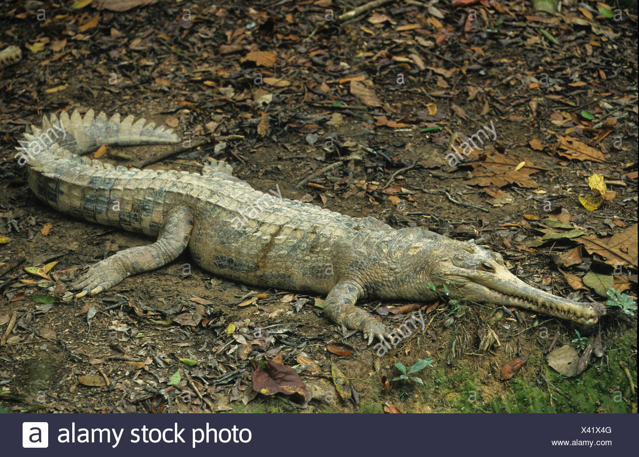Malayan Gharial High Resolution Stock Photography and Images - Alamy