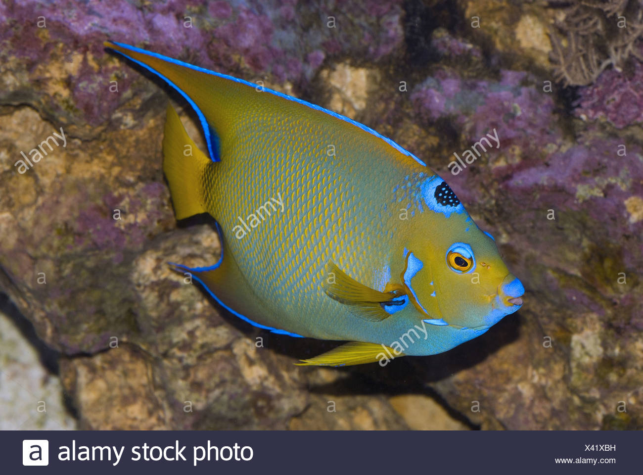 Queen Angel Fish High Resolution Stock Photography and Images - Alamy
