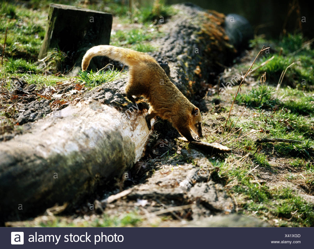 Pizote Stock Photos & Pizote Stock Images - Alamy