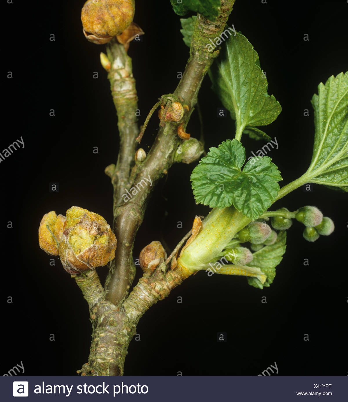 Gall Mites High Resolution Stock Photography and Images - Alamy