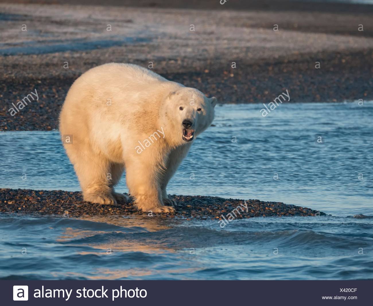 Growl Stock Photos & Growl Stock Images - Alamy