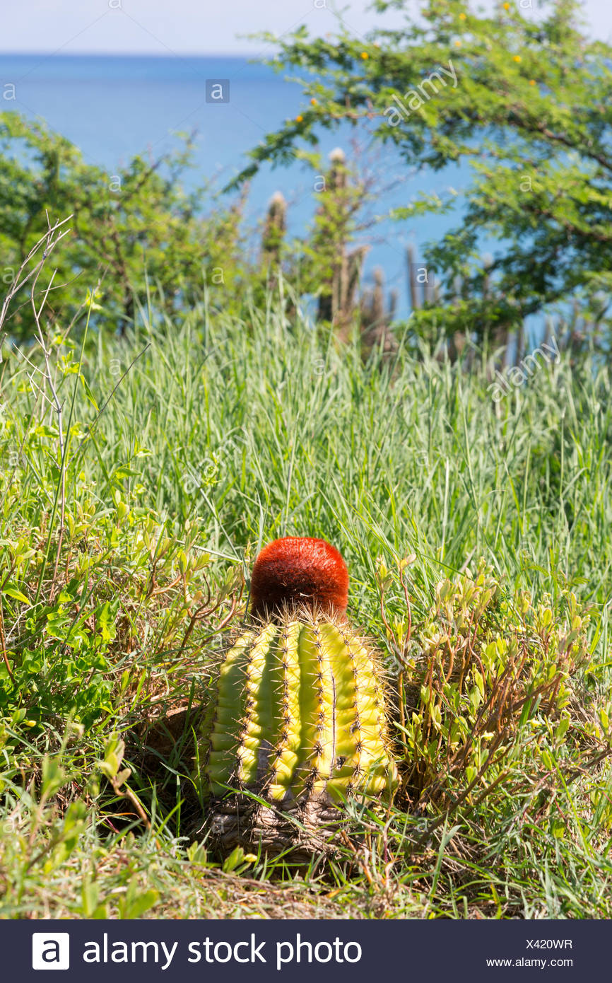 Turks Head Cactus Stock Photos & Turks Head Cactus Stock Images - Alamy
