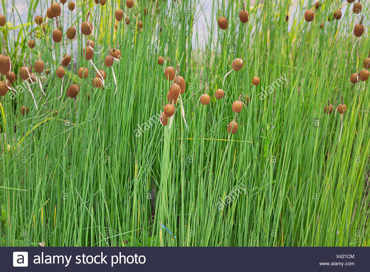 Dwarf Bulrush High Resolution Stock Photography and Images - Alamy