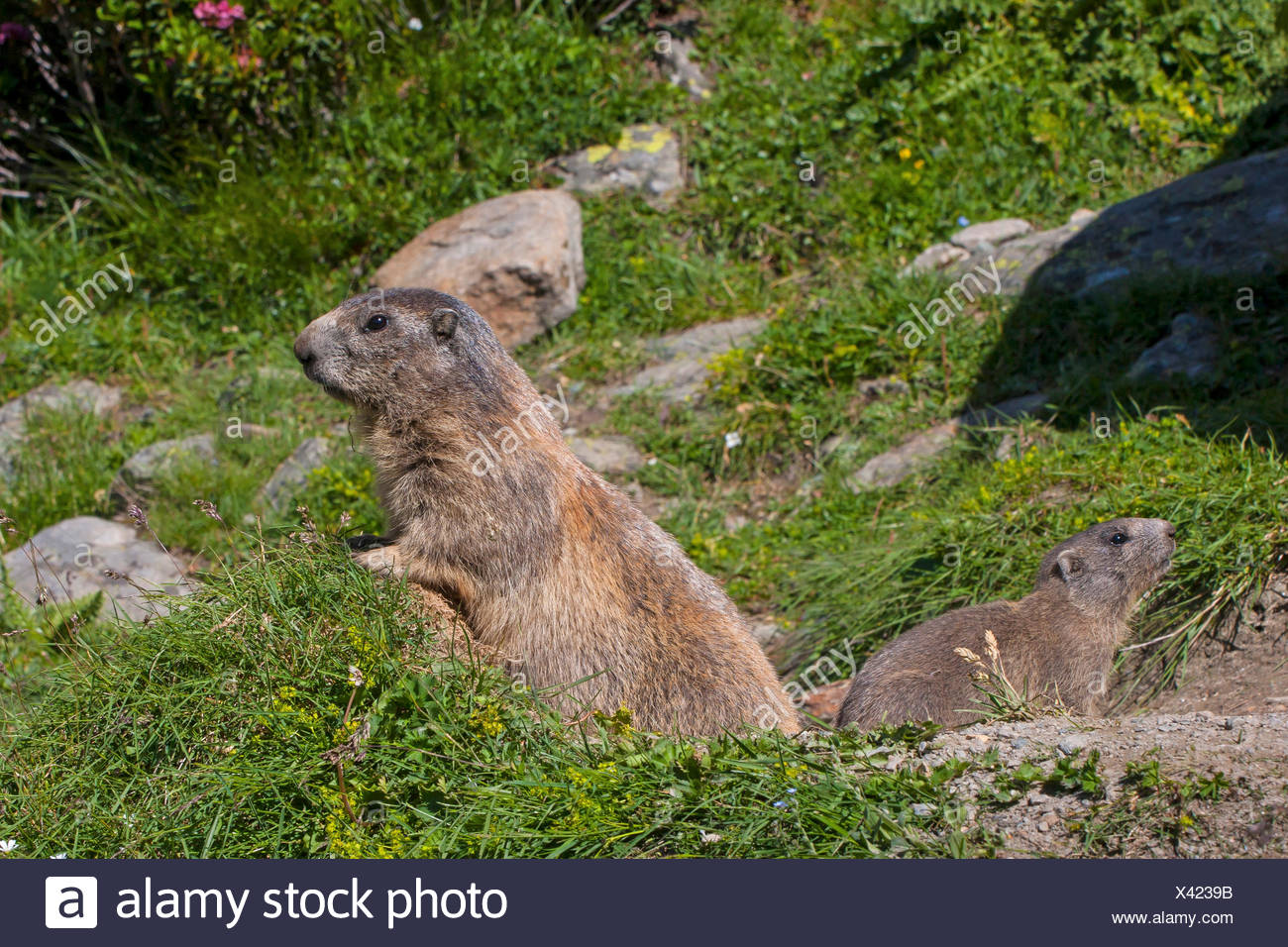 Marmots Switzerland Stock Photos & Marmots Switzerland Stock Images - Alamy