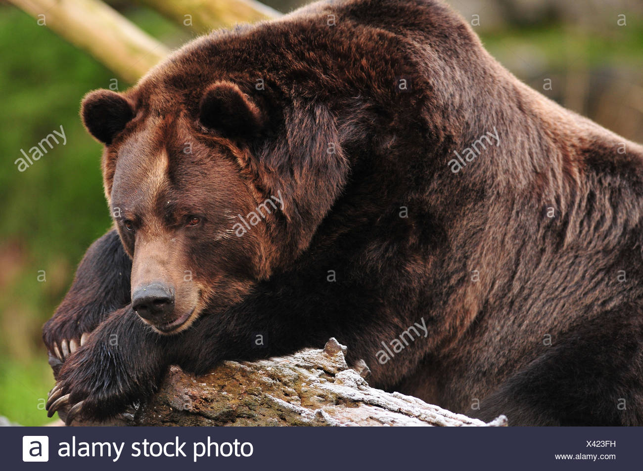 Angry Grizzly Bear Standing High Resolution Stock Photography and ...