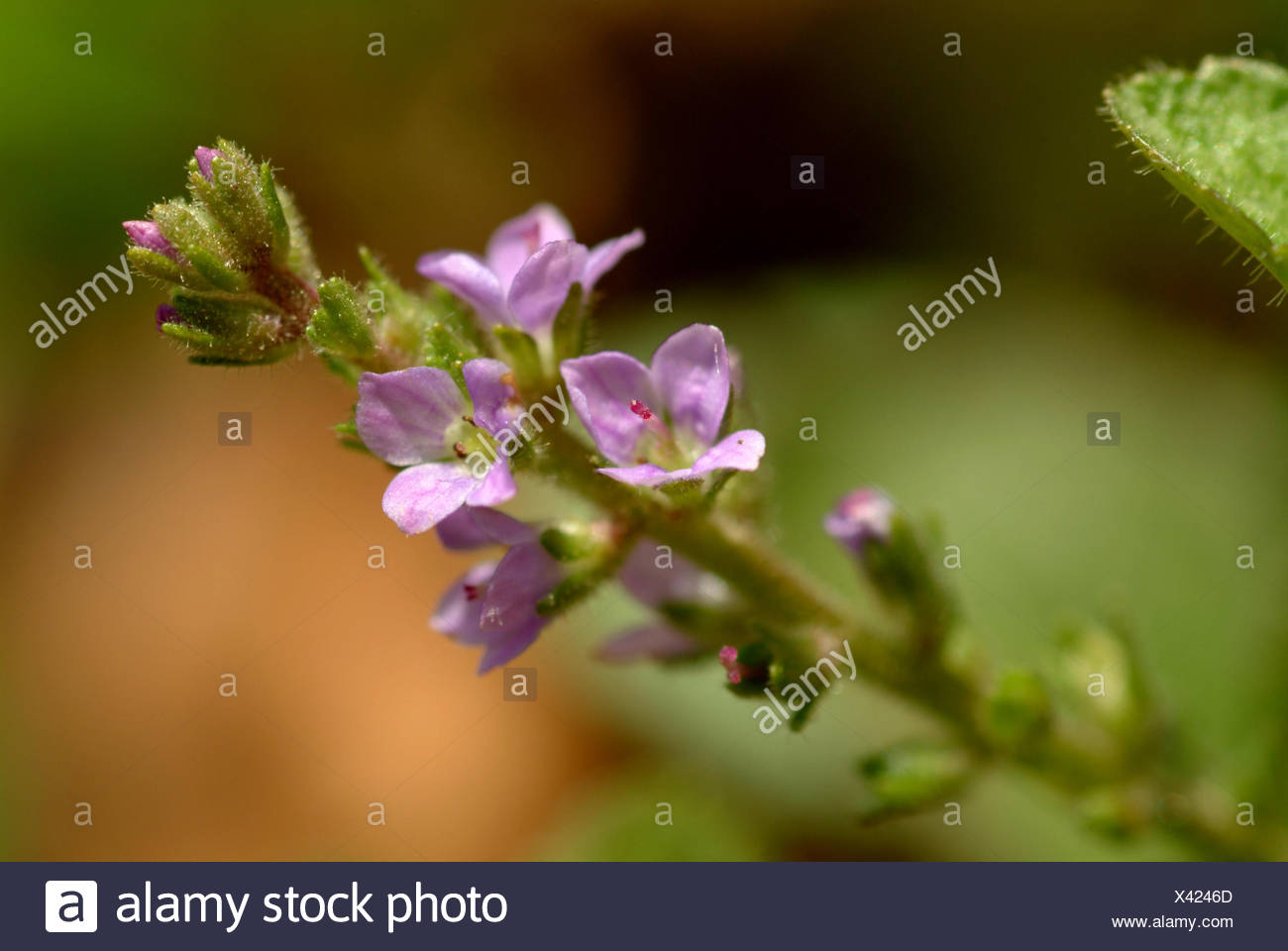 Common Speedwell High Resolution Stock Photography and Images - Alamy