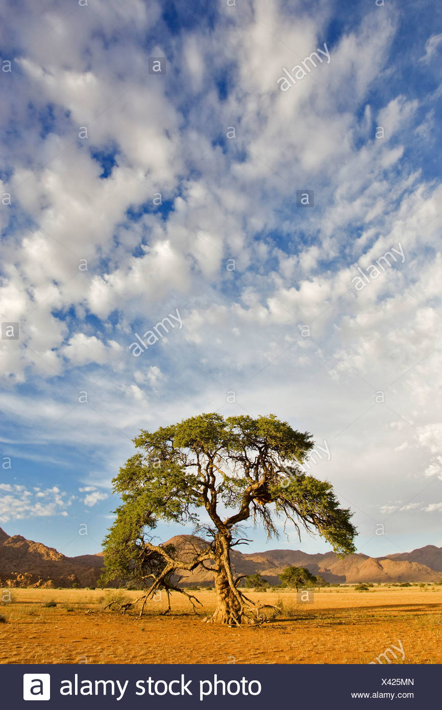 Kameldornbaeume High Resolution Stock Photography and Images - Alamy