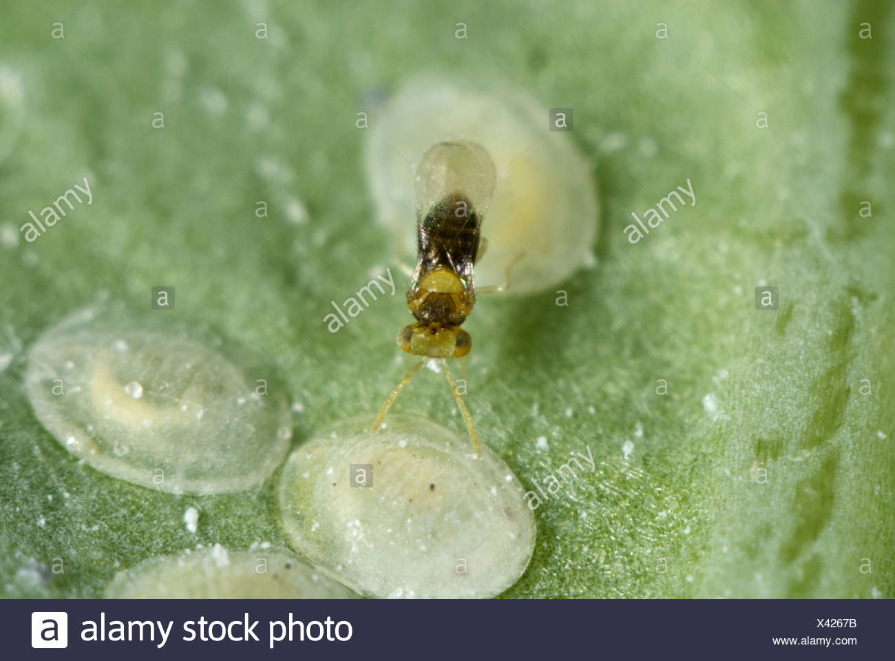 Parasitoid Wasp Eggs High Resolution Stock Photography and Images - Alamy