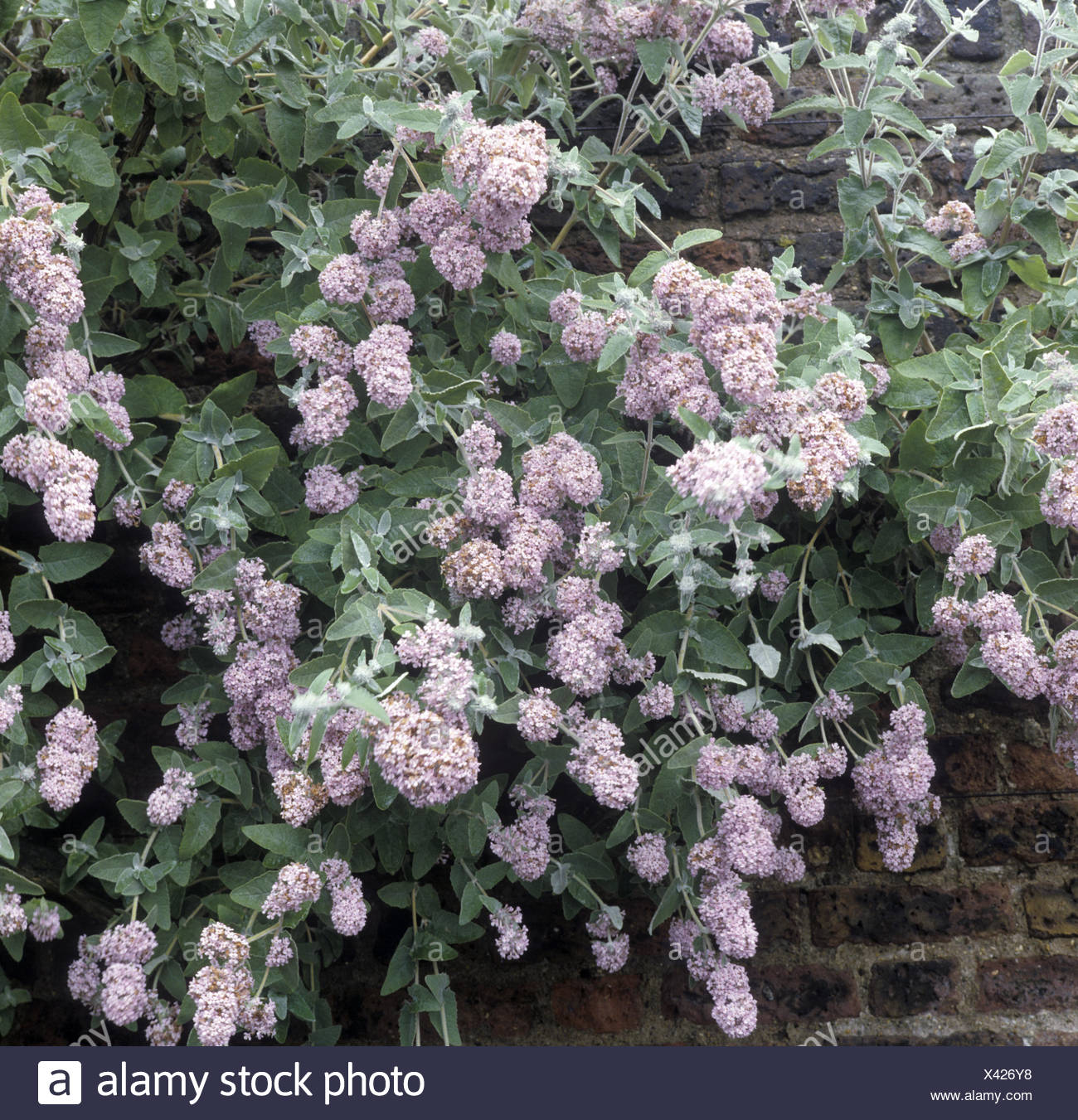 Buddlejas Stock Photos & Buddlejas Stock Images - Alamy