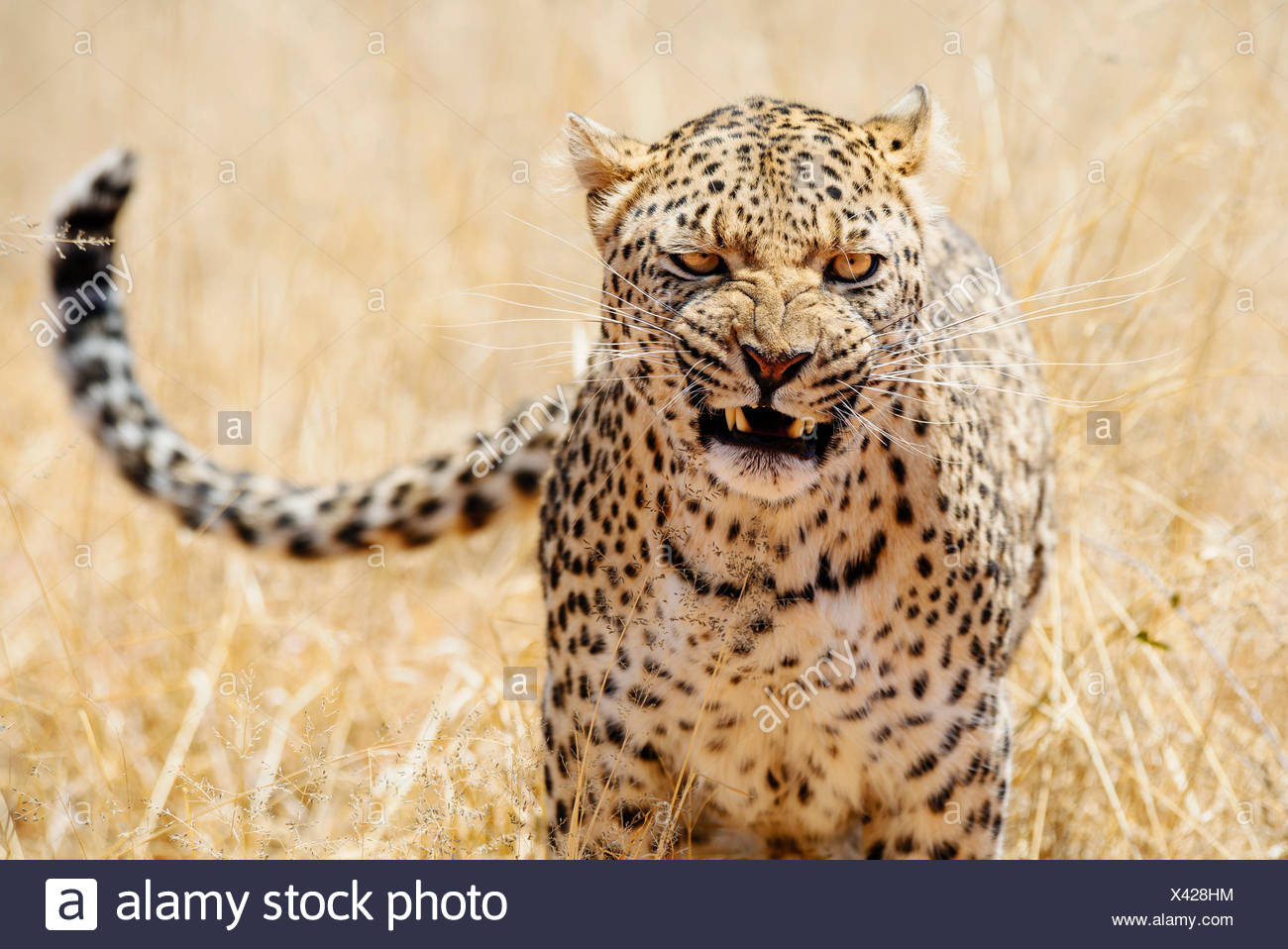 Leopard Aggressive Stock Photos & Leopard Aggressive Stock Images - Alamy Leopard Aggressive Stock Photos & Leopard Aggressive Stock Images - Alamy